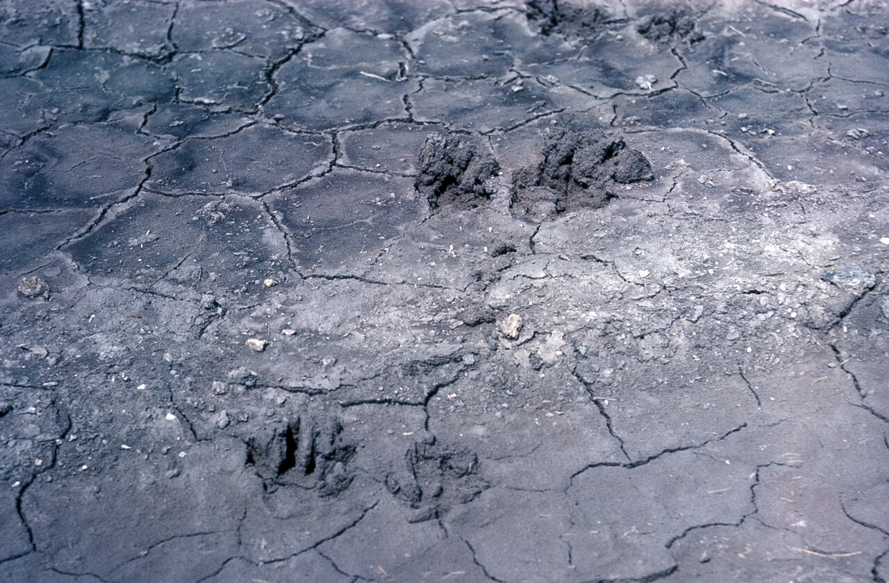 Raccoon Tracks: 5 Toes, Hand-Like Prints, 4 Lookalikes